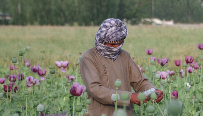 Afghan farmers taking heavy hit from opium poppy ban: UN