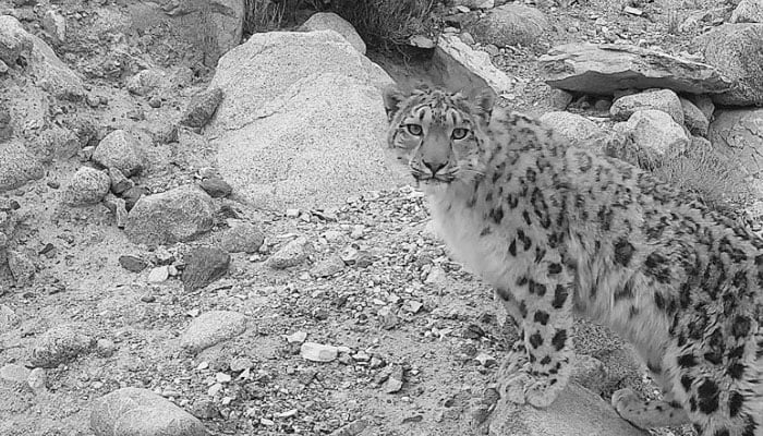 Post-mortem report: Snow leopard died of illness
