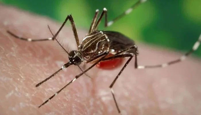 25 union councils report elevated dengue larvae index