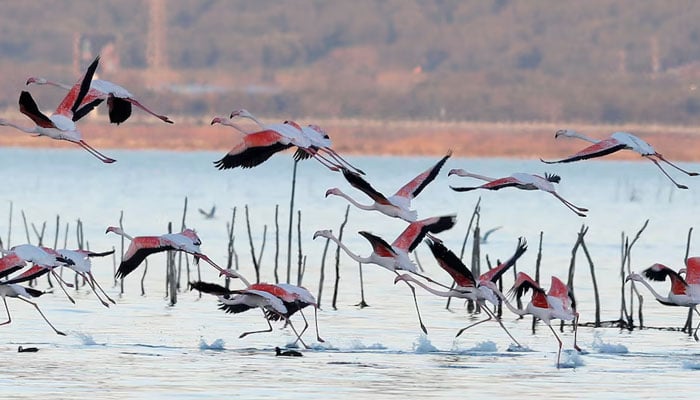 Rare migratory flamingos killed hours after arrival at Rawal Lake