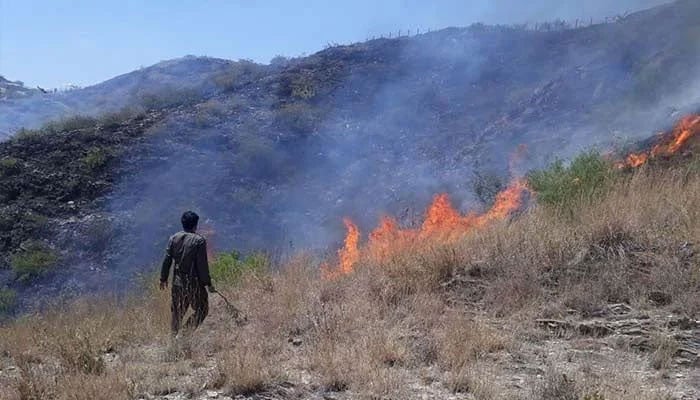 Rallies staged to sensitise Torghar residents about forest fires