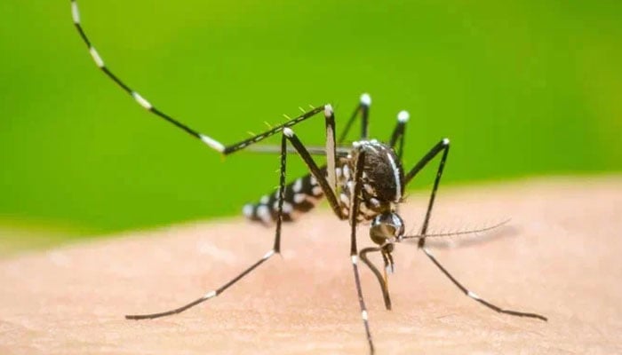 Dengue larvae found in over 7pc of houses in 7 UCs