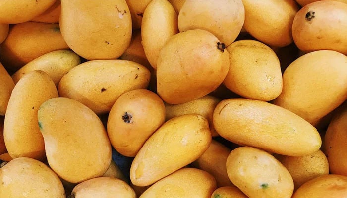 Pakistan’s mango exports shrink as Middle East war impacts linger