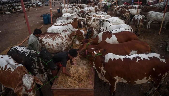 KP launches digital system for livestock medicines, vaccine distribution