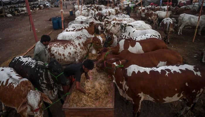 KP launches digital system for livestock medicines, vaccine distribution
